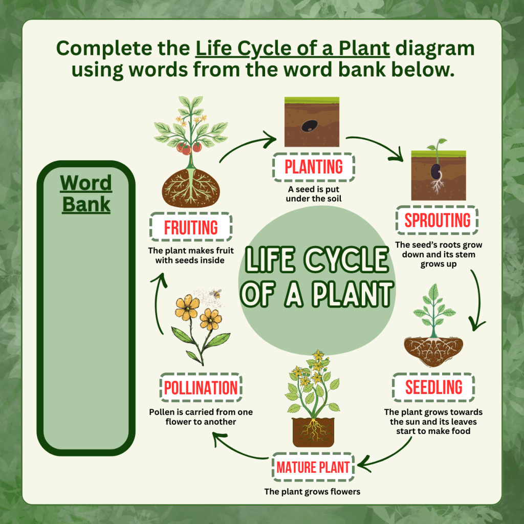 Life Cycle of a Plant | Muncie Children's Museum